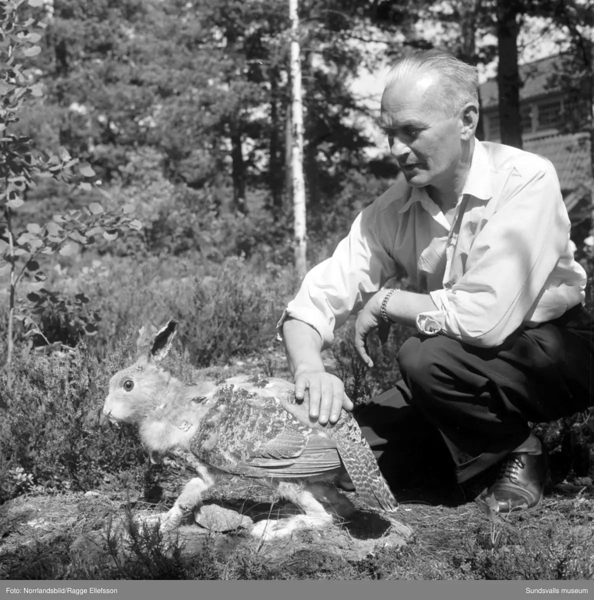 Skvadern på Norra berget. Fantasidjuret som blivit något av en symbol ...