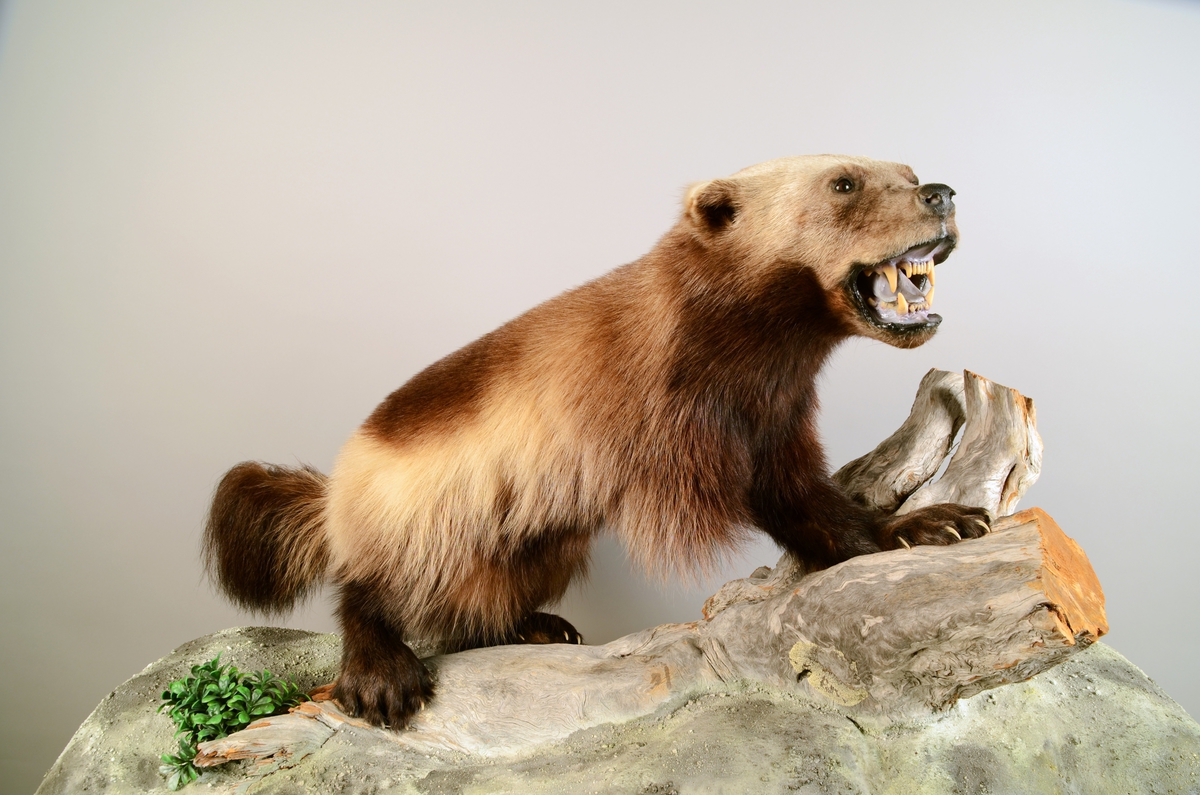 Jerv - Nordfjord Folkemuseum / DigitaltMuseum