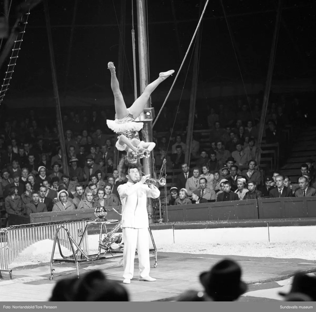 Cirkus Scott i Sundsvall med rovdjur, hästar och bland annat ...