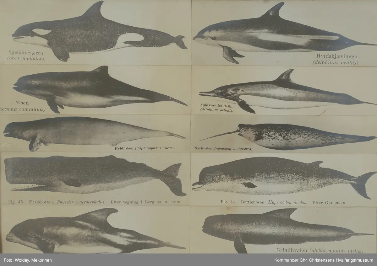 Plansje - Kommandør Chr. Christensens Hvalfangstmuseum / DigitaltMuseum