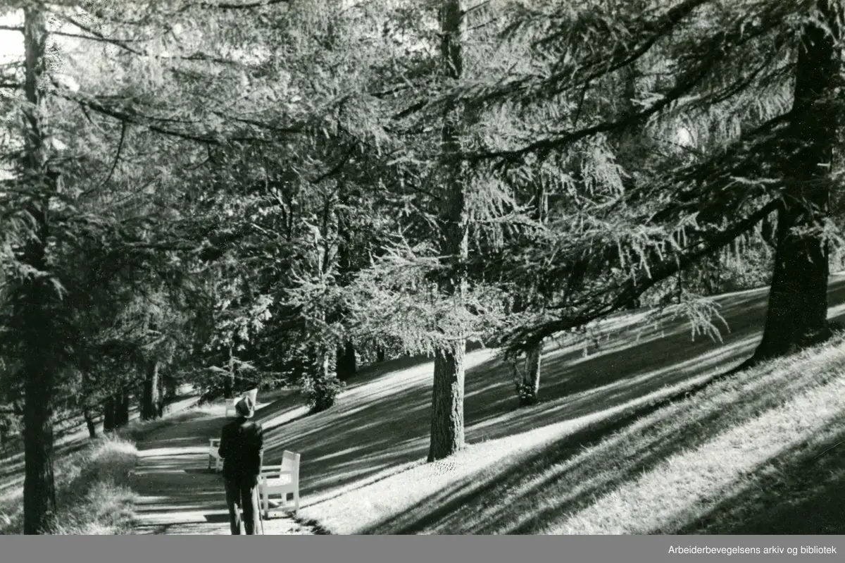 Vårstemning på St. Hanshaugen. Foto Fritt Folk, 1940 - 1945 ...