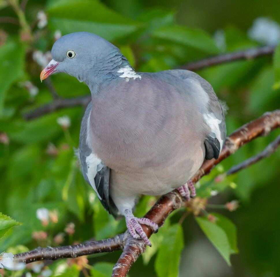 Ringdue - Asker museum