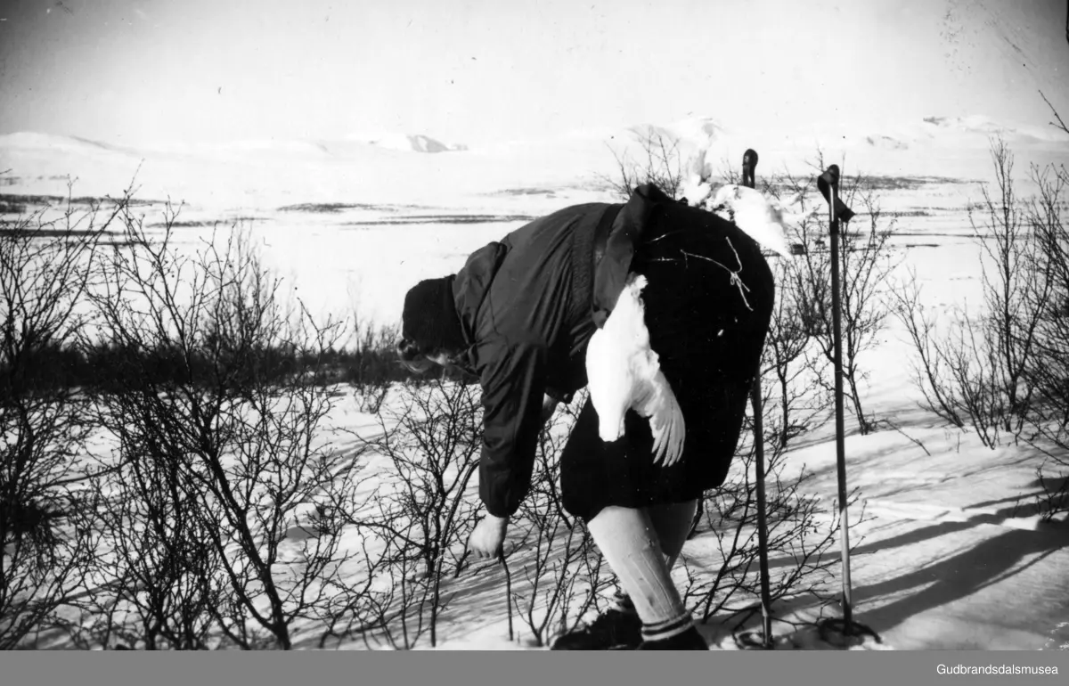 Snarefangst av rype vinteren 1942 i fjellbjørkeskogen ved Fokstugu ...