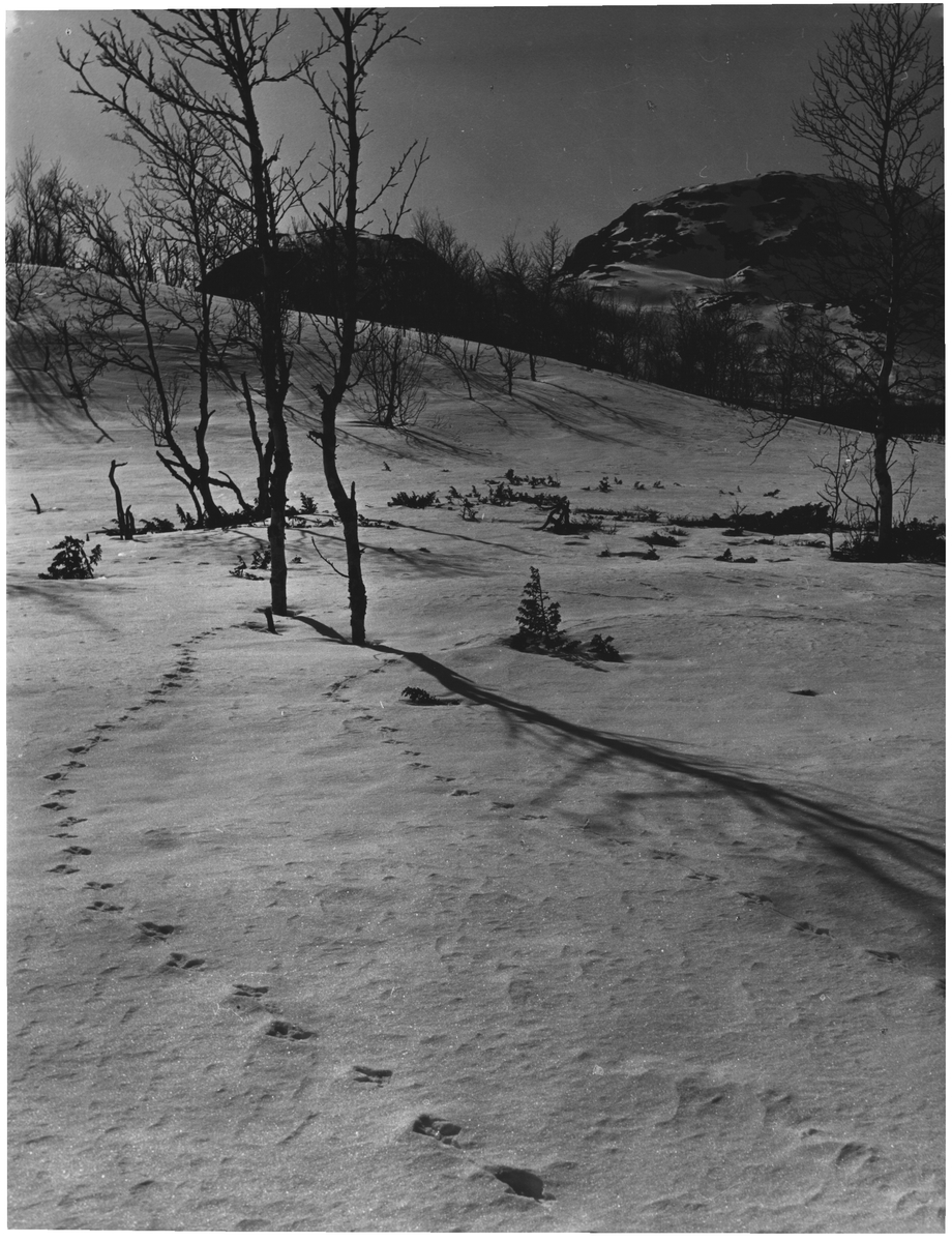 Fuglespor v Reindalen i Hemsedalsfjella - DEXTRA Photo / DigitaltMuseum