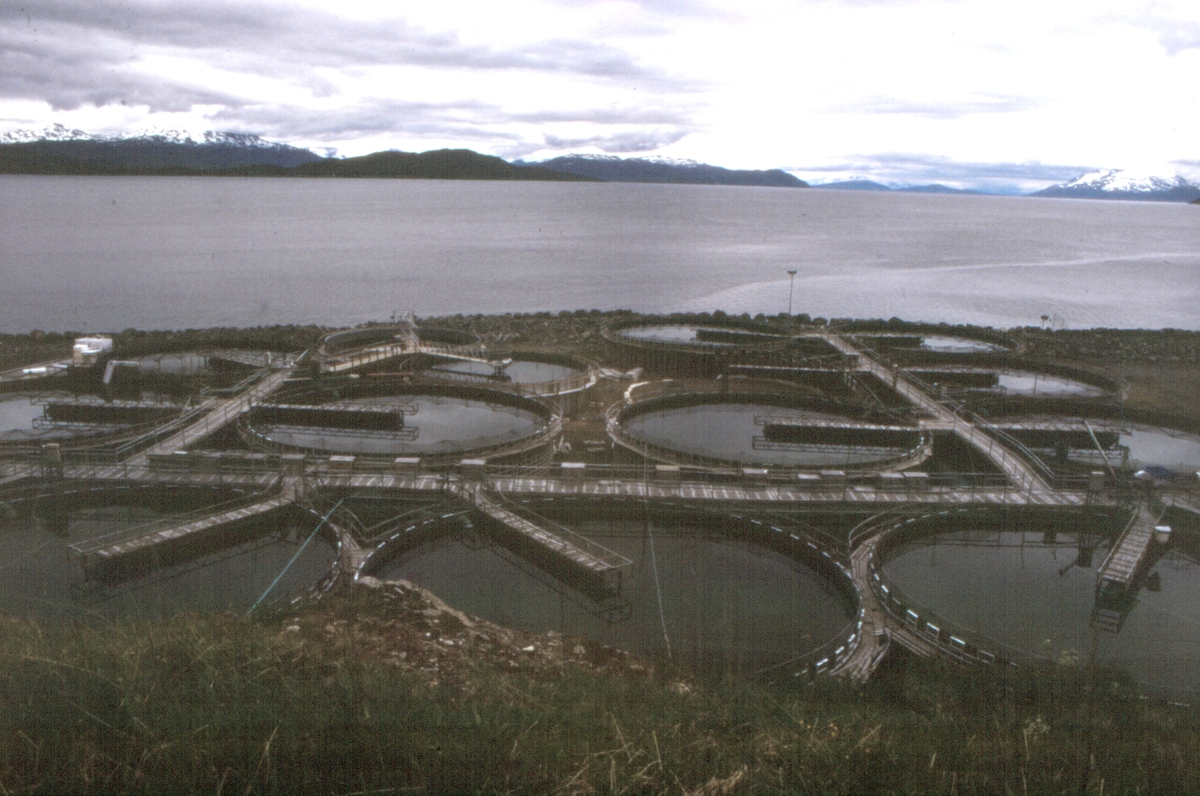 Fra Rubbestad - Midt-Troms Museum / DigitaltMuseum