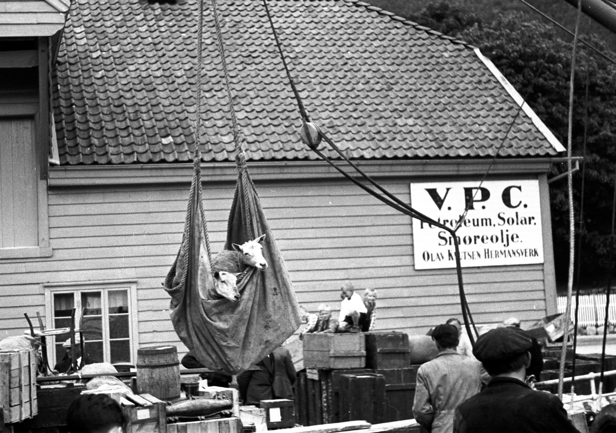 Prot: Lossning av sauer Hermansverk - Norsk Folkemuseum / DigitaltMuseum