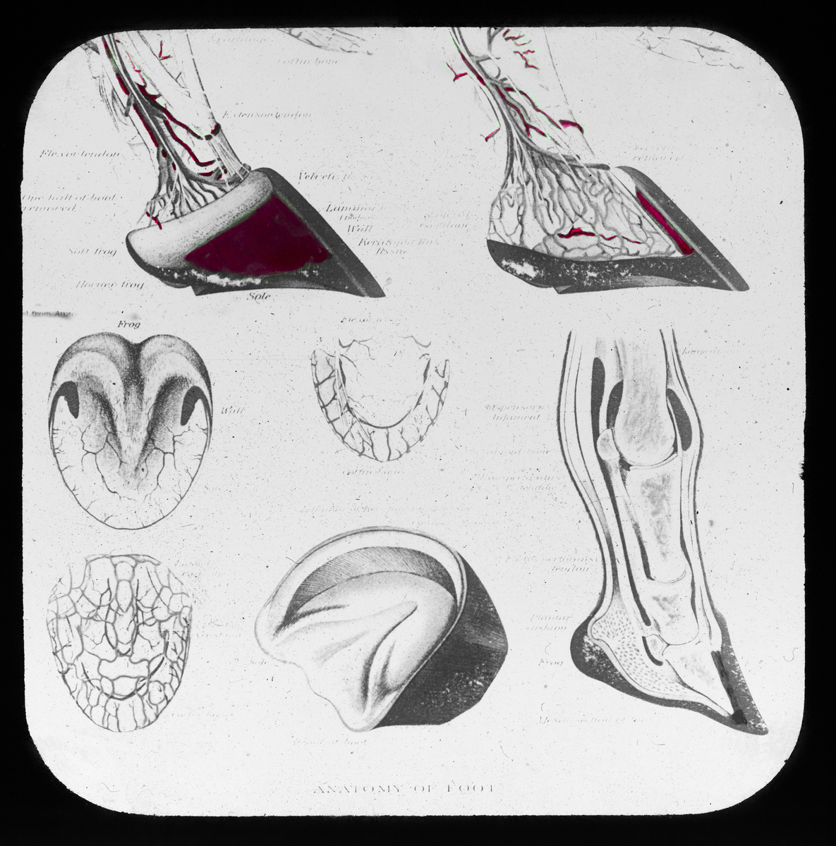 Anatomi, Hestens fot, ben, brusk - Maihaugen / DigitaltMuseum