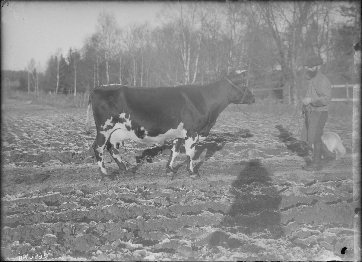 Boskap på Hamre gård i Badelunda - Västerås Stadsarkiv / DigitaltMuseum