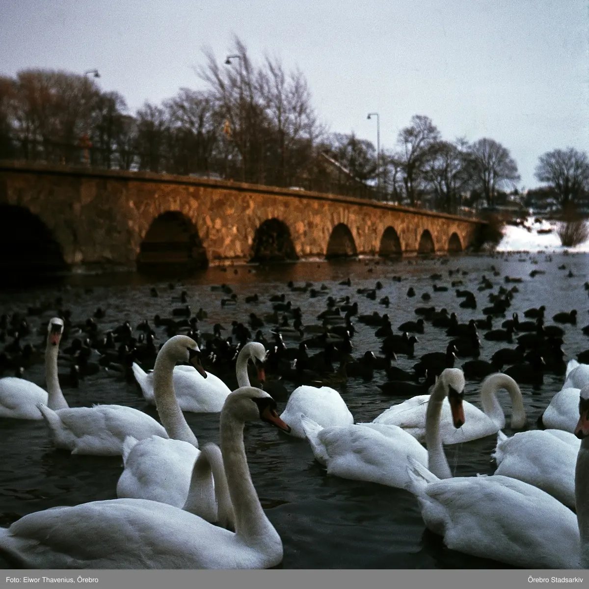 Svanar i Svartån, 1950-tal - Örebro Stadsarkiv / DigitaltMuseum