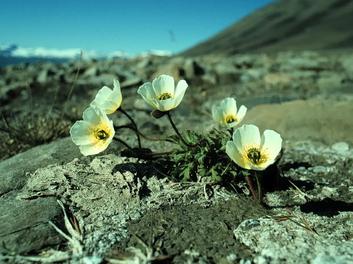 Plants - Svalbard Museum