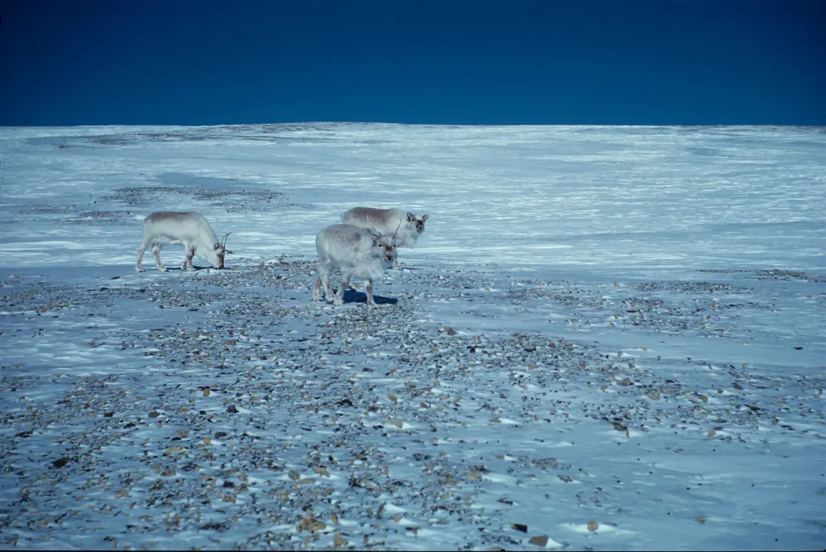 Svalbard Reindeer - Svalbard Museum