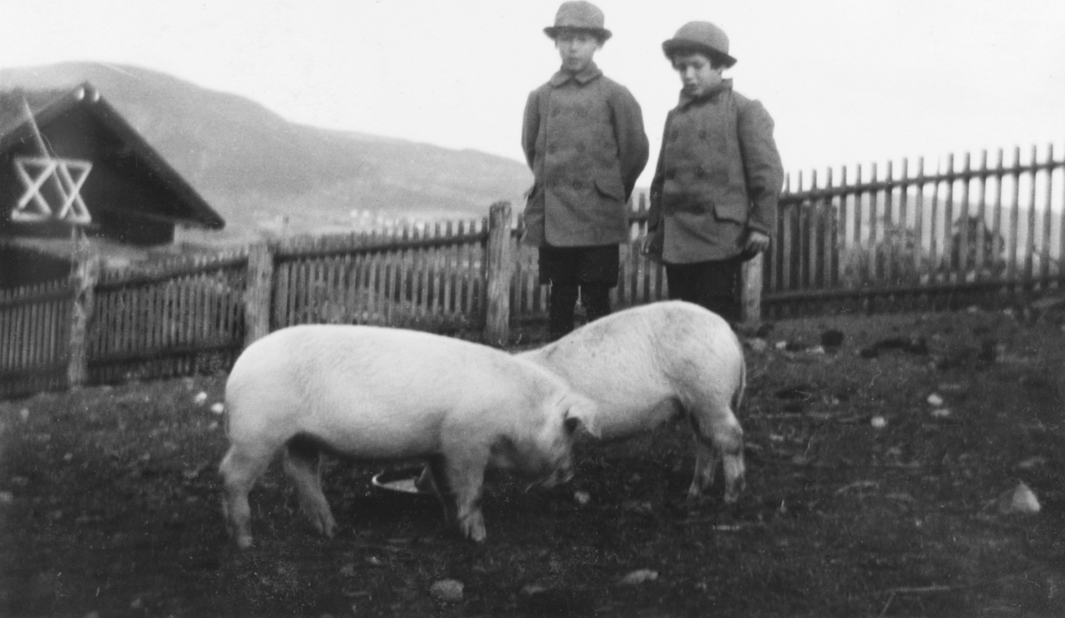 To gutter som passer på to griser med innhegning av stakittgjerde. Bak ...