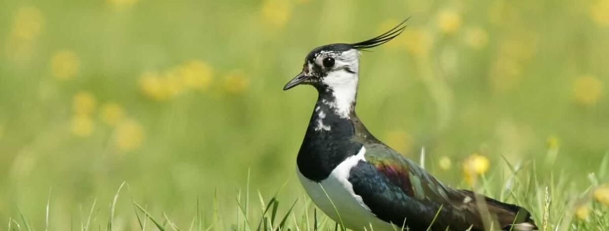Kåseri om vipa og andre trekkfugler - Eidskog museum