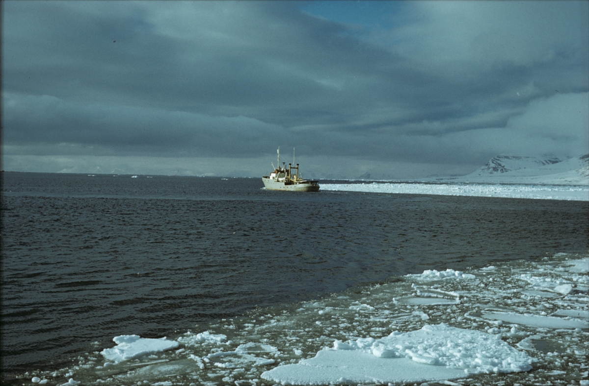 M/S "Norsel" kommer som første båt 1.mai 1960. - Svalbard museum ...