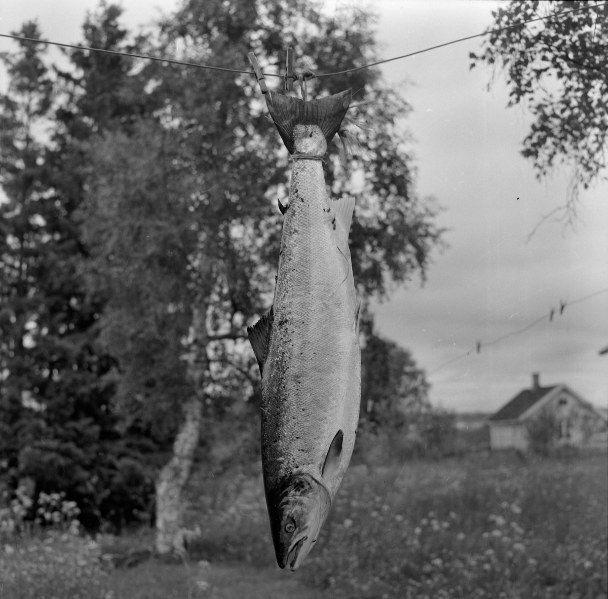 Prins Wilhelm av Sverige på fisketur i Nidelven - Sverresborg Trøndelag ...