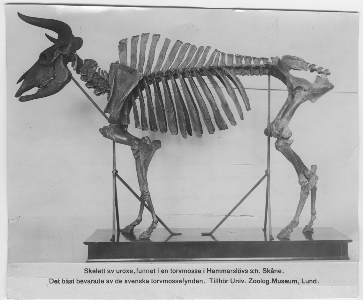 Bos taurus urus (Linnaeus) - Göteborgs Naturhistoriska Museum ...