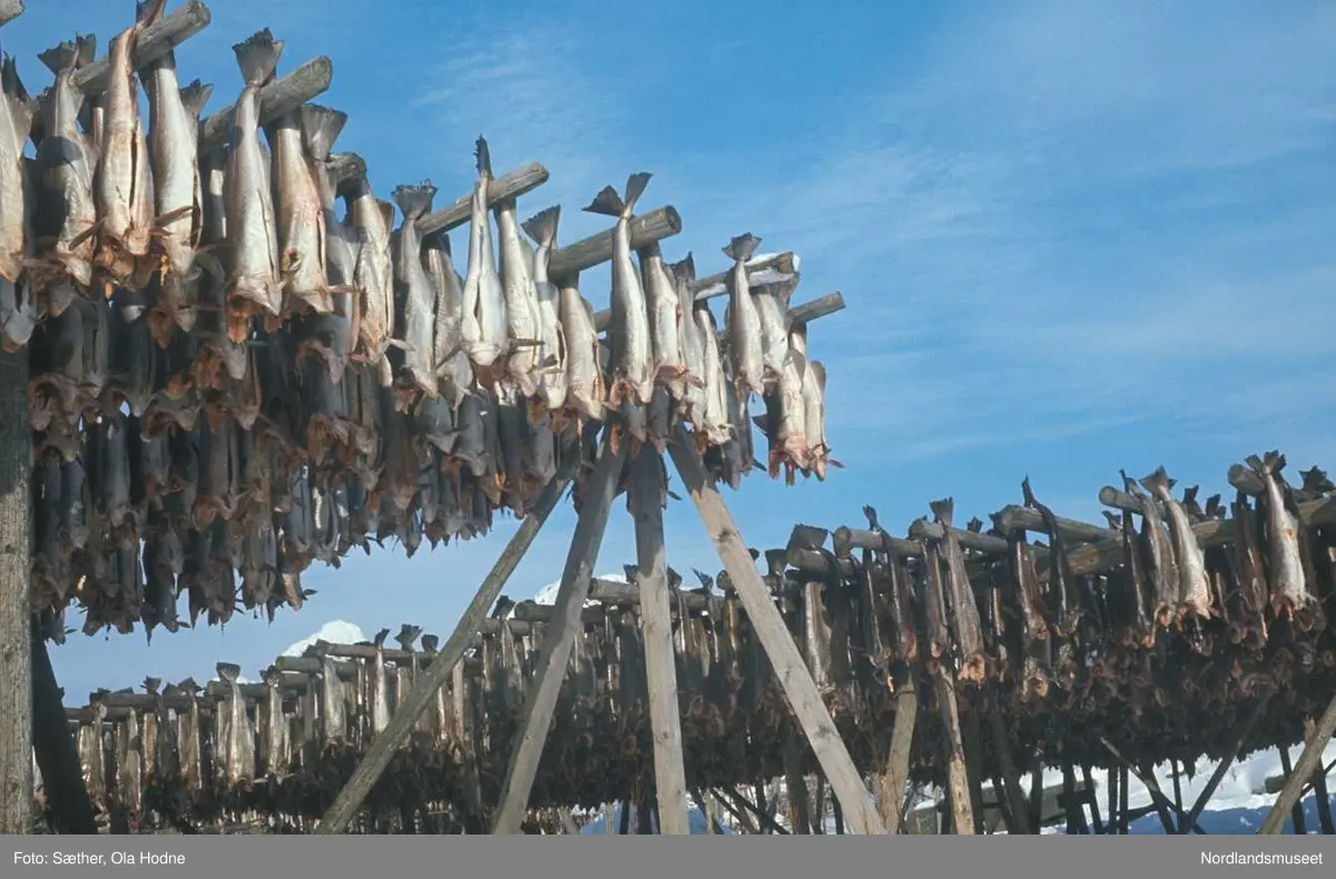 Henging av tørrfisk i Henningsvær, Vågan mars 1971 - Nordlandsmuseet ...