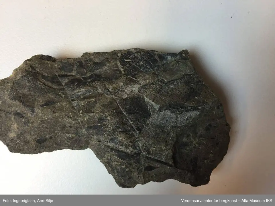 Fossiler fra Svalbard - Verdensarvsenter for bergkunst – Alta Museum ...
