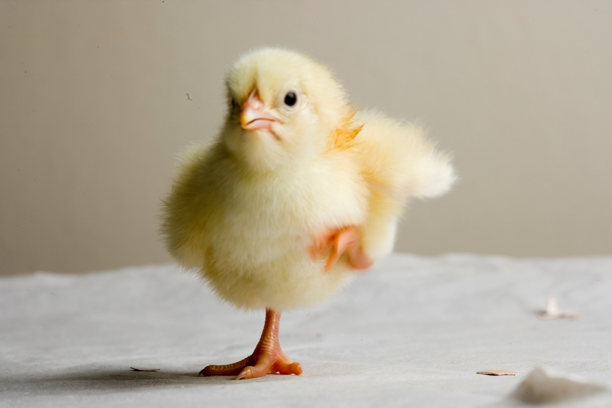 En kylling - en time gammel - Akershusbasen / DigitaltMuseum