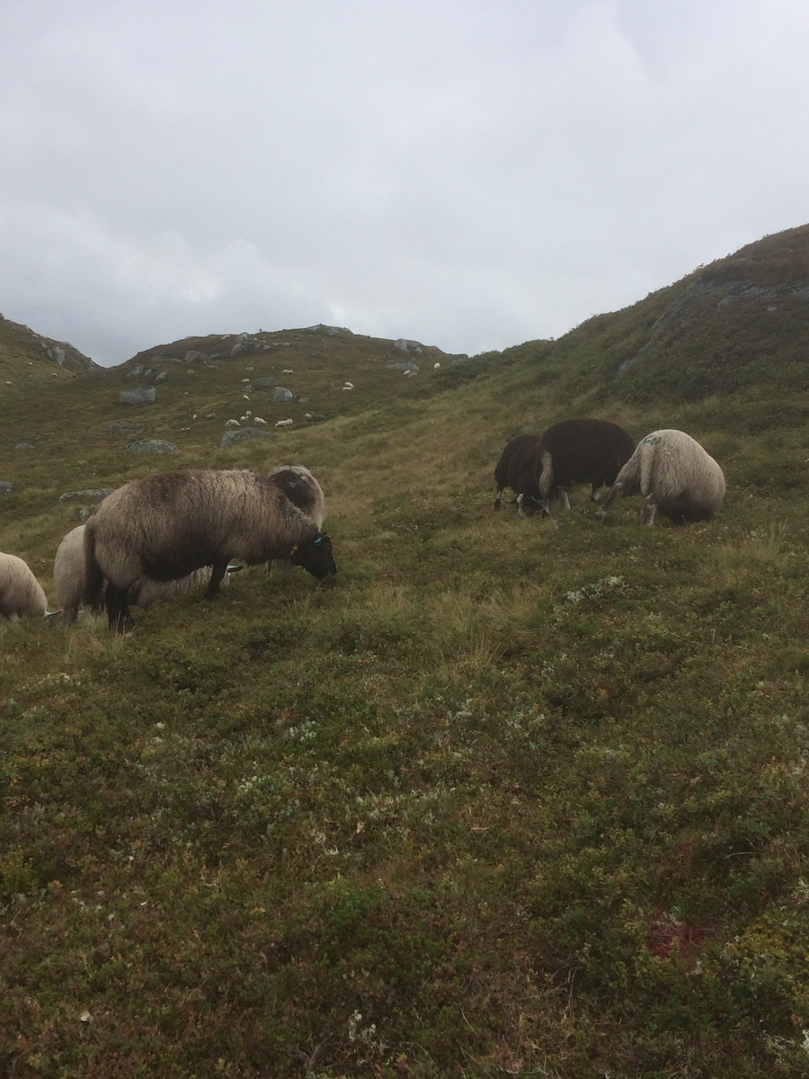 Samling av sauer frå heia. 5000 sauer blir samla ved Flåtå ved ...