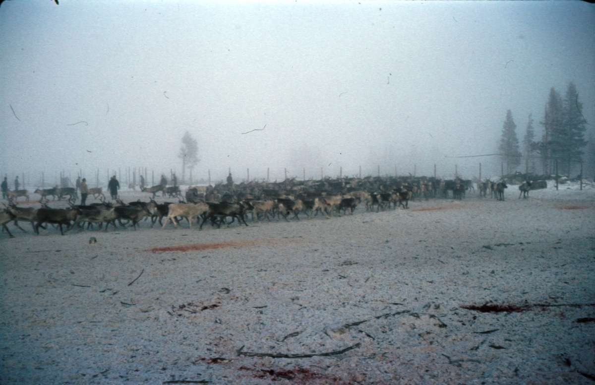 Reindrift - Anno Glomdalsmuseet / DigitaltMuseum