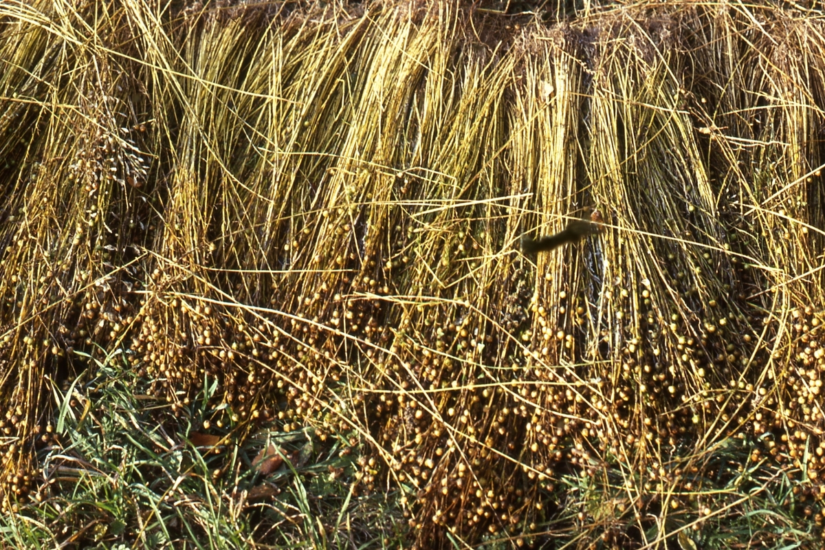 Kurs; Rötning av lin - Hemslöjdens Samlingar / DigitaltMuseum