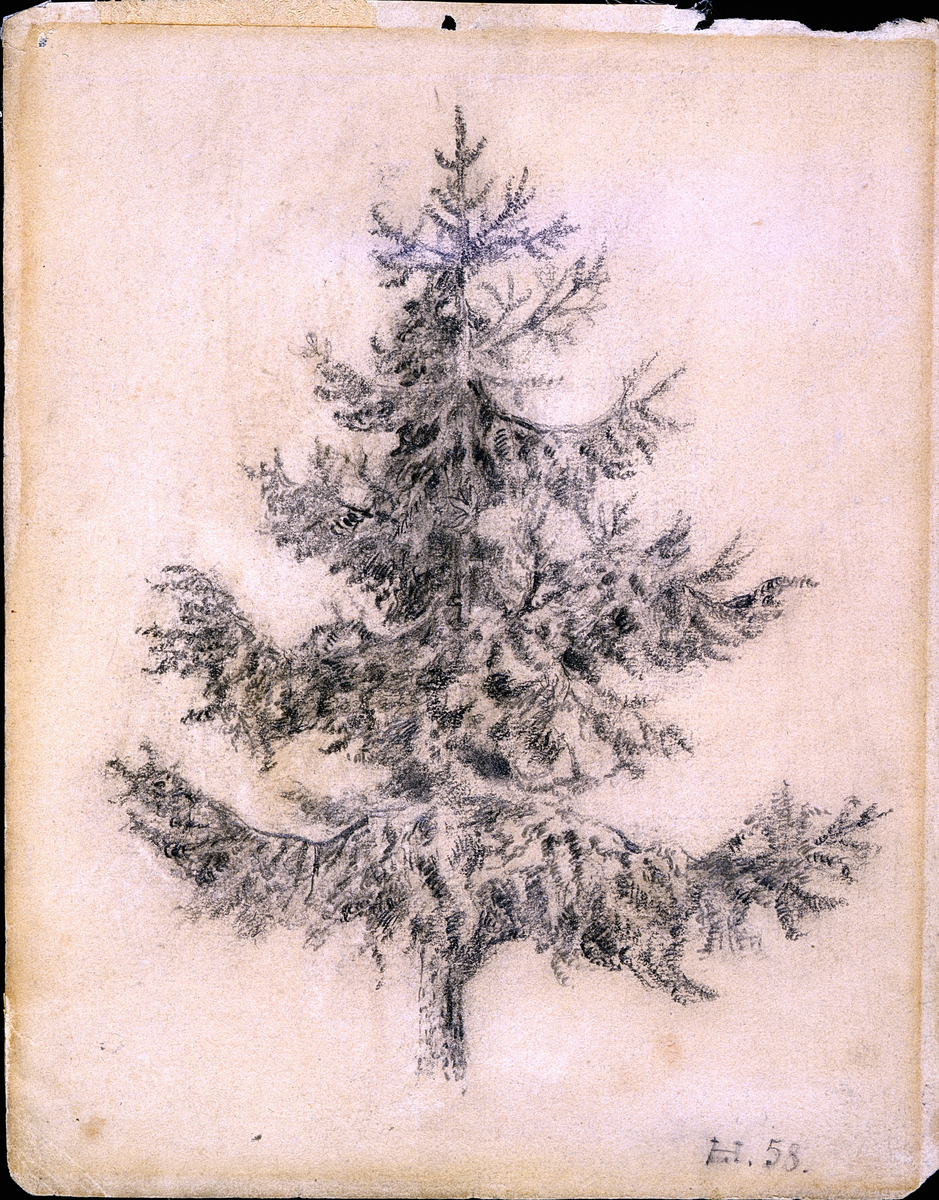 Granbusk [Tegning] - Lillehammer Kunstmuseum / DigitaltMuseum