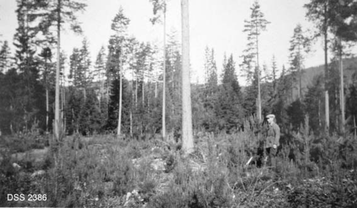 "Fra Henseid statsskog. Gjenvekst på Henseidmoen efter frøtrestilling ...