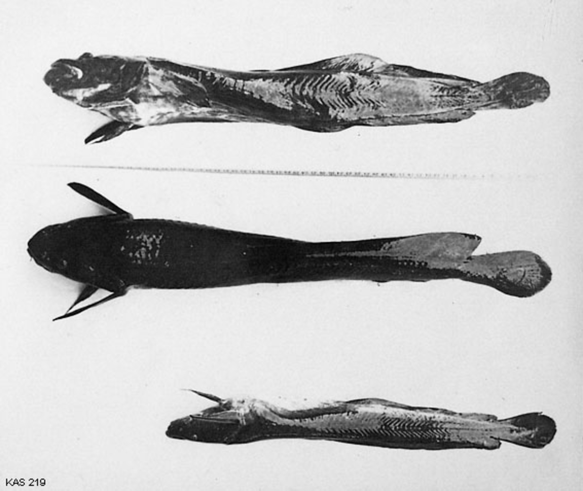 Tre eksemplarer av fiskearten lake (Lota lota), fotografert mot kvit ...