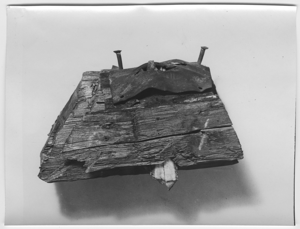 Xiphias gladius (Linnaeus) (Histiopharus gladius ...