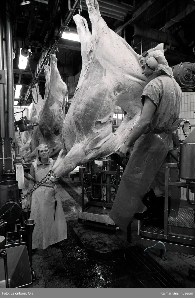 Slakt pågår på SCAN KLS - Kalmar läns museum / DigitaltMuseum