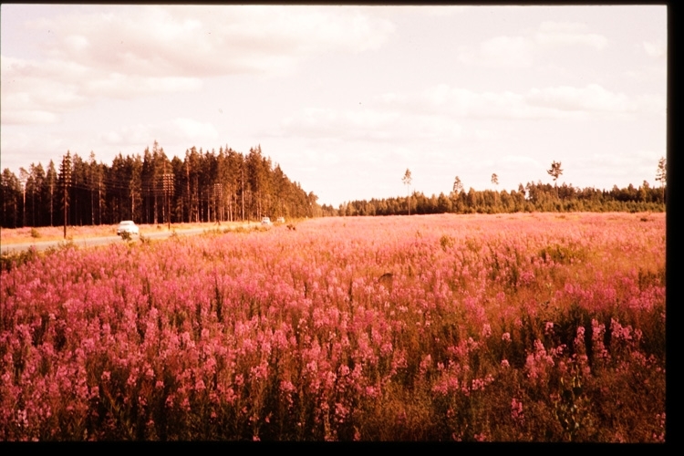 Kalhygge vid Ronnebyvägen. Bramstorp, 1963. - Kulturparken Småland ...