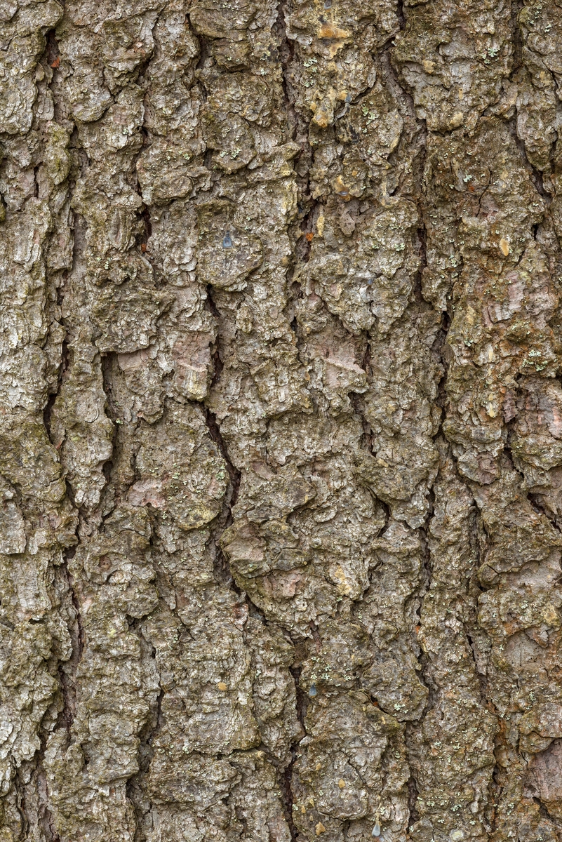 Granbark, fotografert på et tre som vokser i Elverum i Hedmark. Gran ...