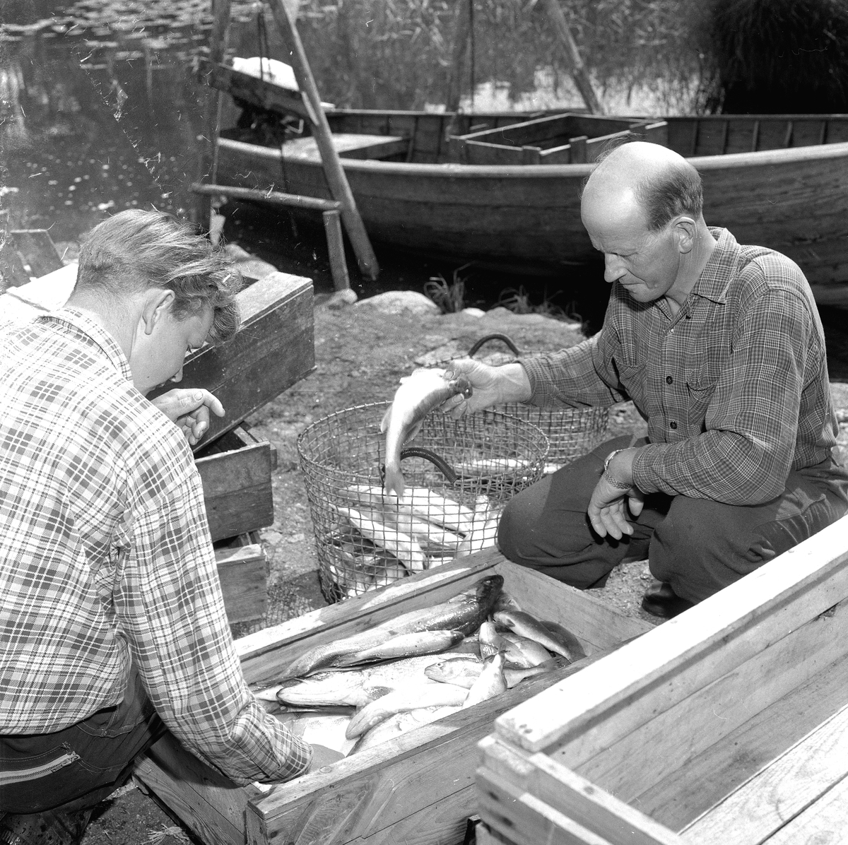 Dåligt fiskeår i Hjälmaren. 16 juli 1957. - Örebro läns museum ...