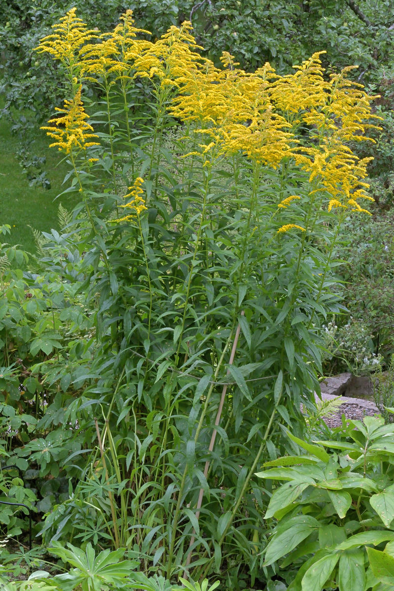 Gullris - Kanadagullris - Asker museum