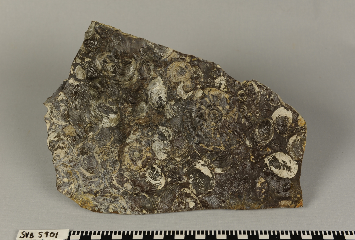 Fossil - Svalbard museum / DigitaltMuseum