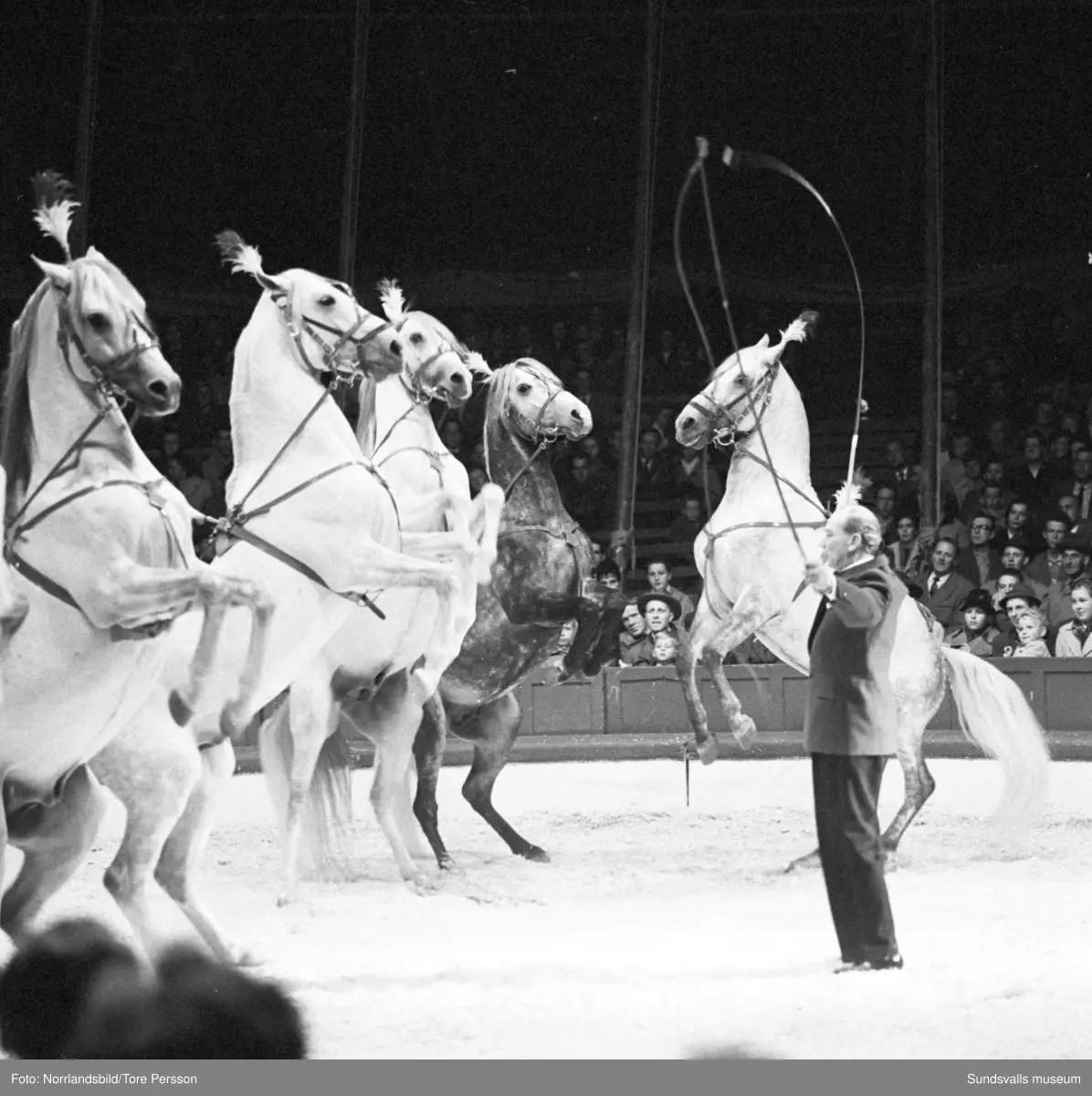 Cirkus Scott i Sundsvall med rovdjur, hästar och bland annat ...