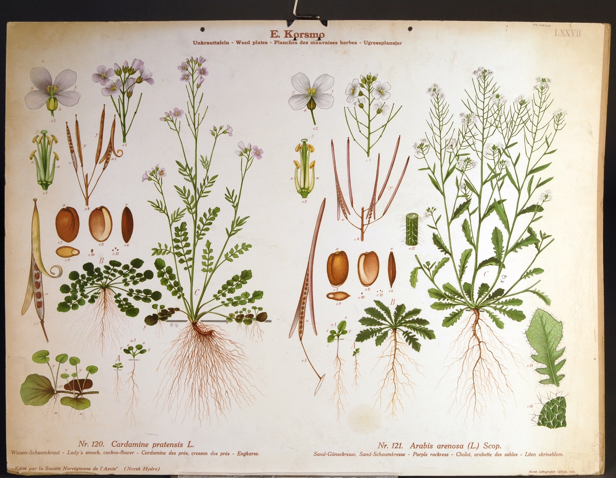 Plansje - Sverresborg Trøndelag Folkemuseum / DigitaltMuseum